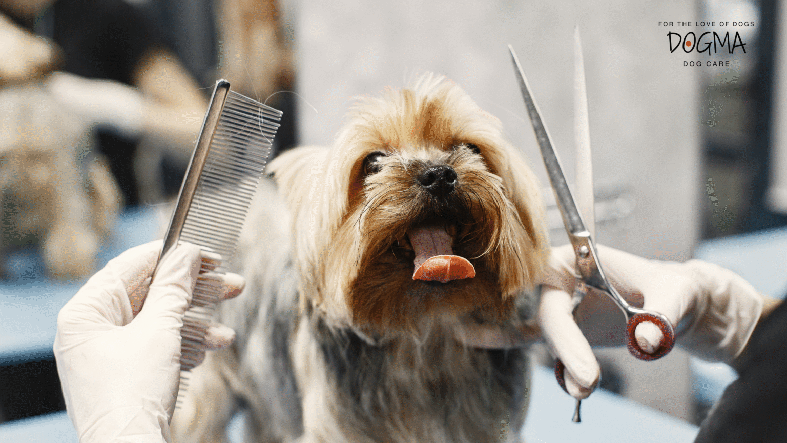 Dog Grooming Smyrna GA | Fall Grooming Tips for Healthy Coats